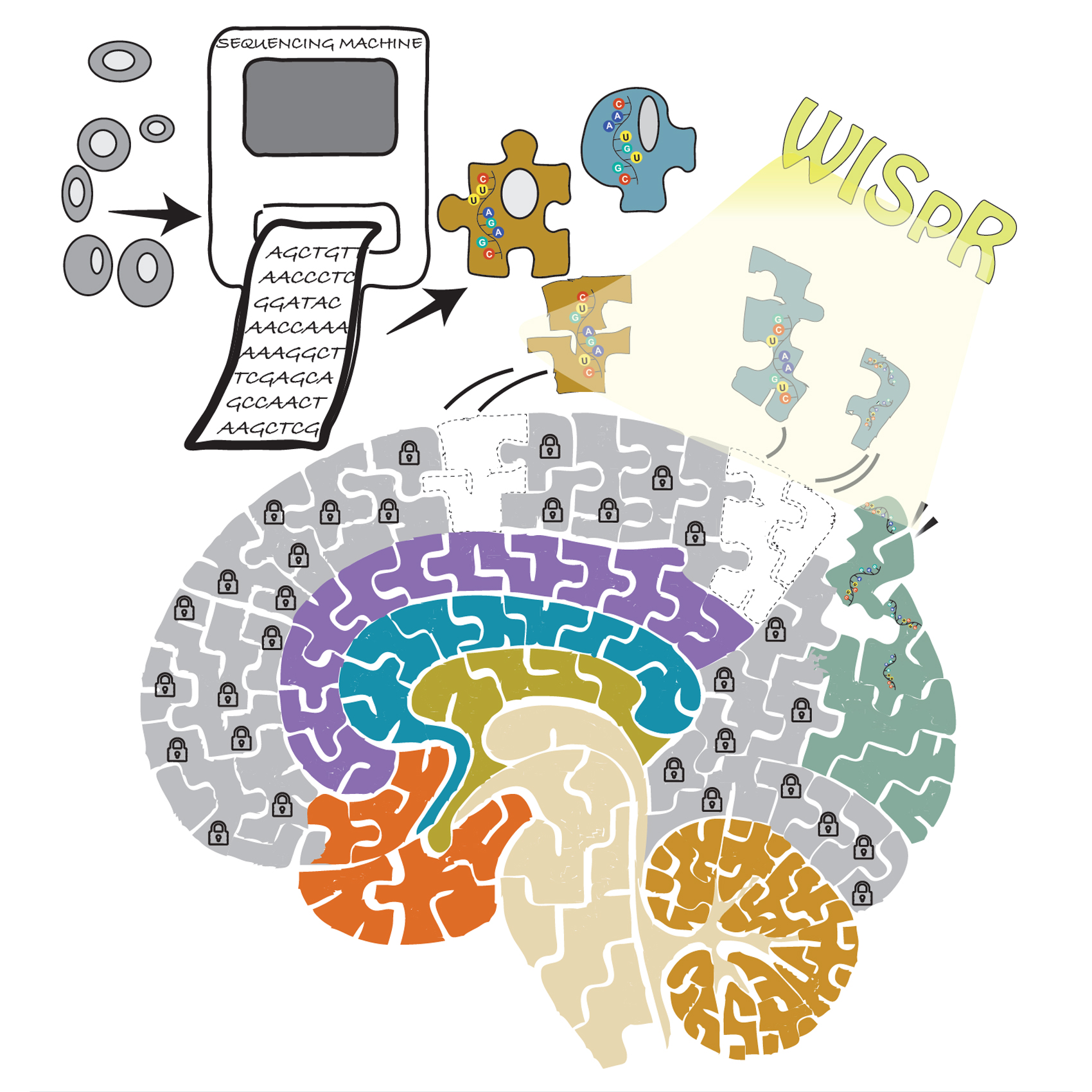 WISpR: Mapping the Cellular Puzzle of Life - Kadir Has University